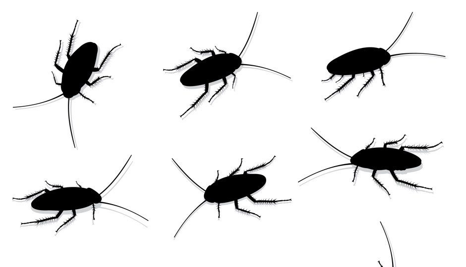 Total World Domination Roach