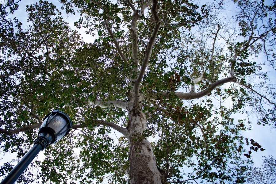 Oldest And Most Beautiful Trees The 11 Oldest Trees In The World