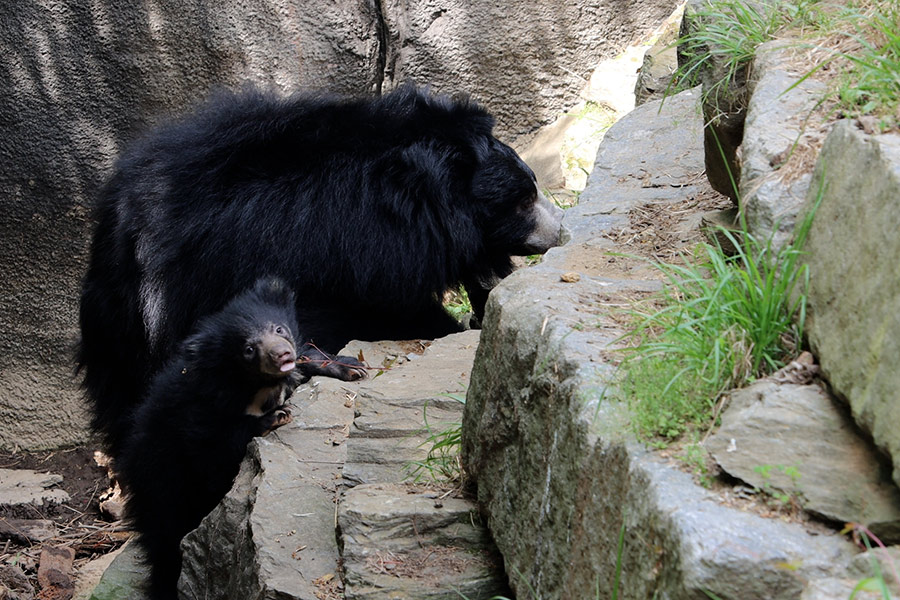 Sloth Bear Cubs